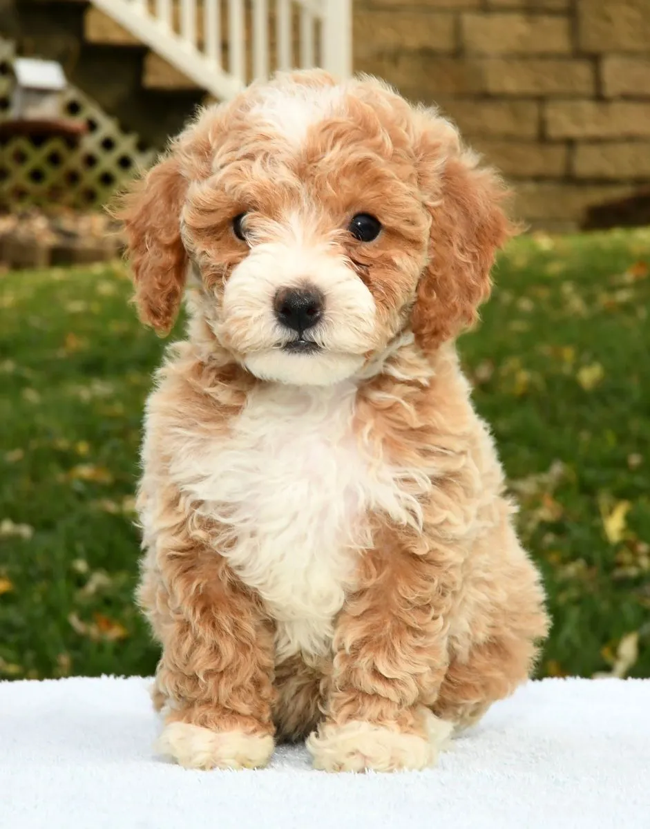 Bichpoo | Hill Country Paws- Pet Lovers & Farm Owners