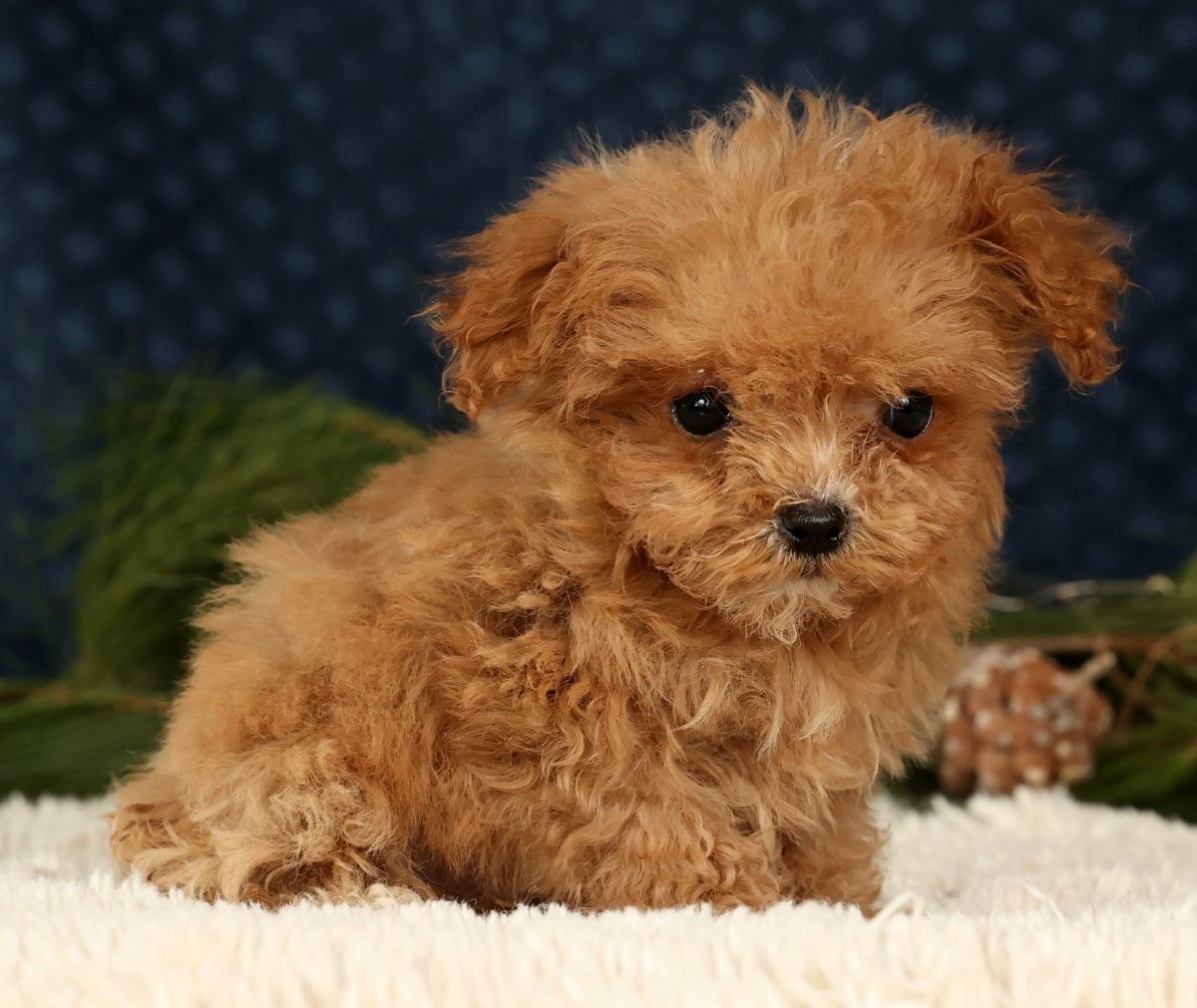 Ulysses | Hill Country Paws - Pet Lovers & Farm Owners