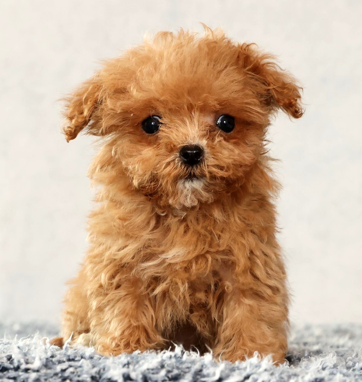 Ulysses | Hill Country Paws - Pet Lovers & Farm Owners